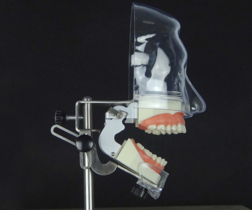 P001 Manikin Phantom Head model | Alexa Dental Studio