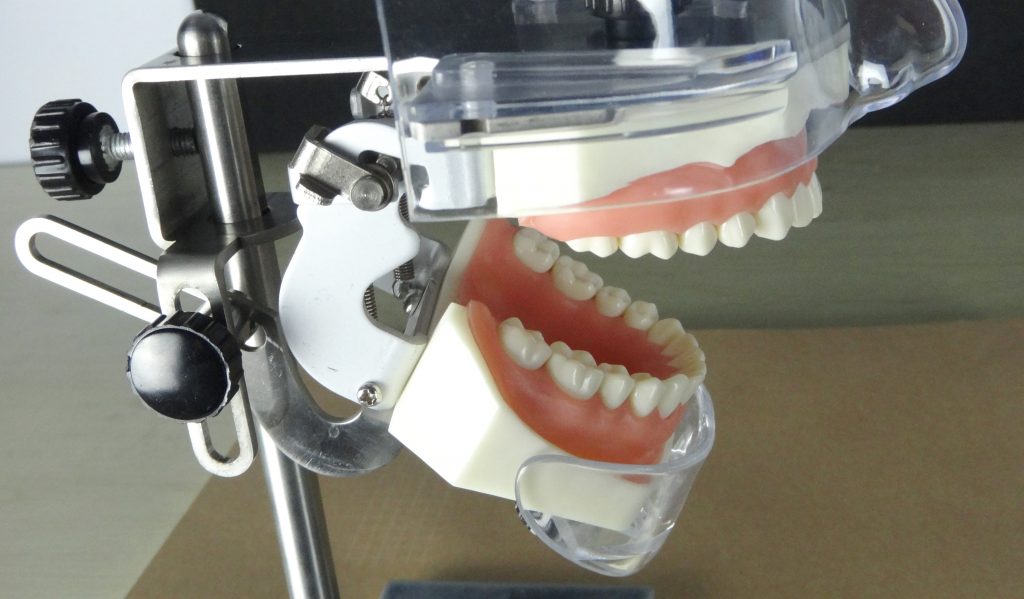 P001 Manikin Phantom Head model | Alexa Dental Studio